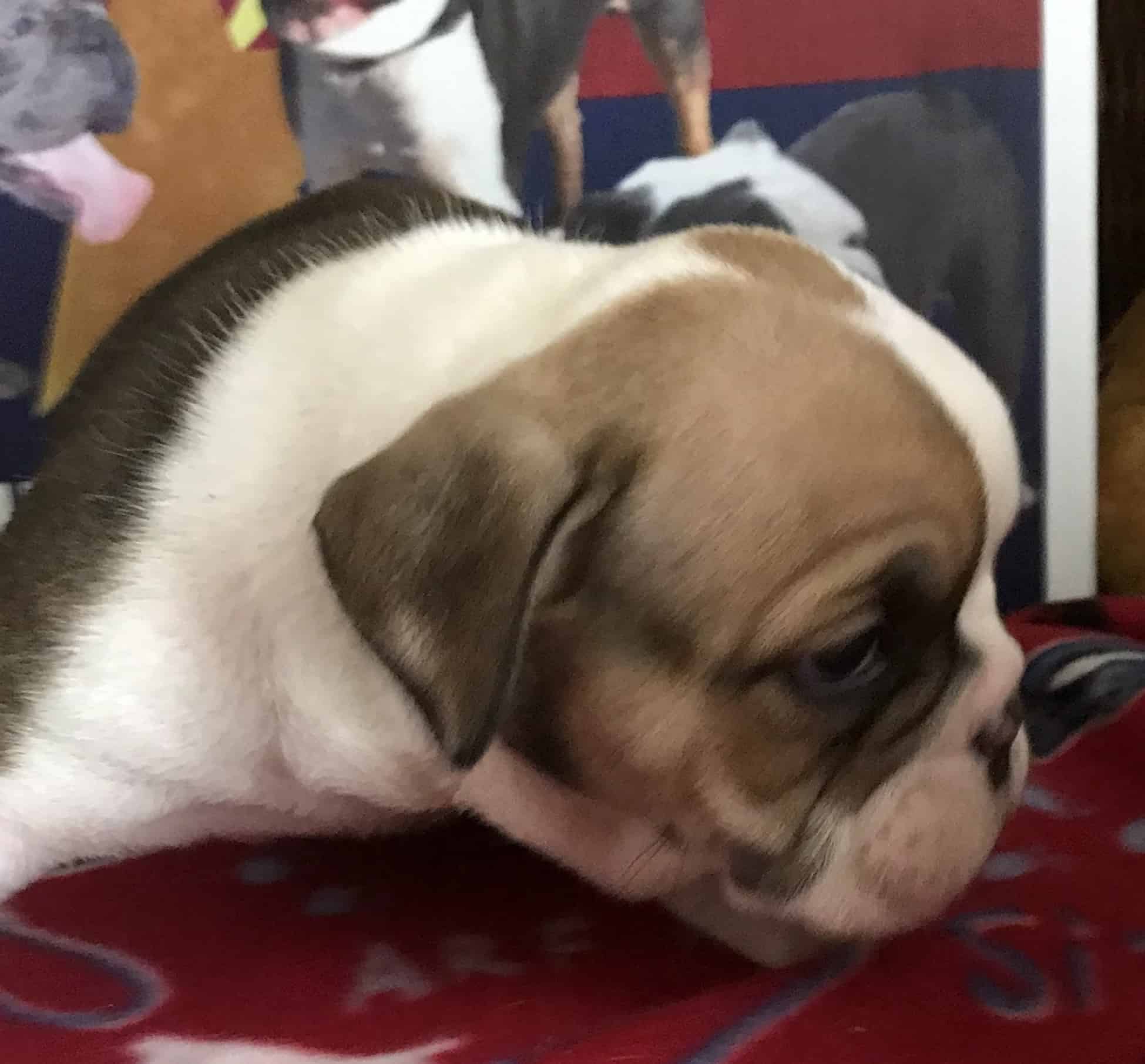 D04A939F-40F3-4955-90A0-BA89FBC56AF1 - Buckeye AZ Bulldogges